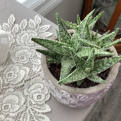 Aloe White Fox Rare Succulent Live Plant - Etsy