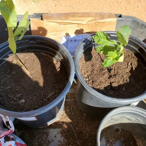 Susumba Plants Seeds and Leaves Aka Turkey Berry Leaves - Etsy Australia