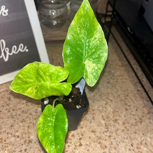 Reverted Plants - Etsy