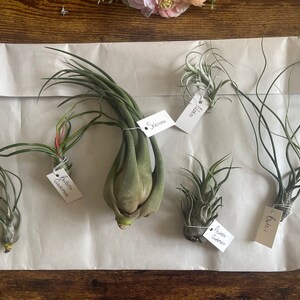 Fossil Planter Rustic Ceramic Plant Pot Succulent Air | Etsy