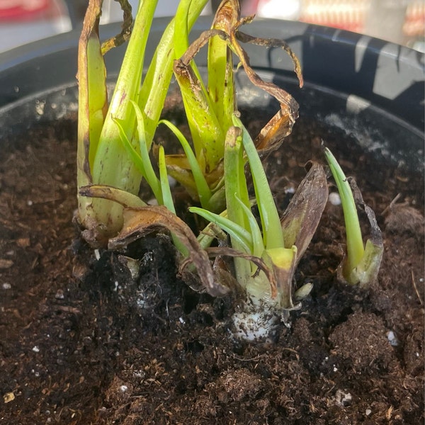 True Comfrey Crown Cuttings. (symphytum Officinale) Quality Roots ...