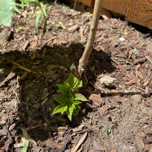 3 Raspberry Plants joan Jcompletely Thornless, Everbearing, High ...