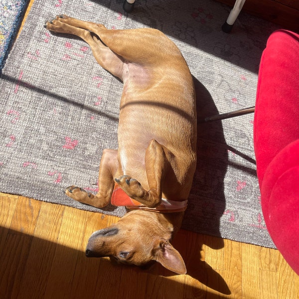 The Ohio State University Brutus Buckeye, Licensed, Over the Collar Dog ...