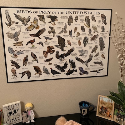 Birds of Prey of the United States Poster/field Guide - Etsy