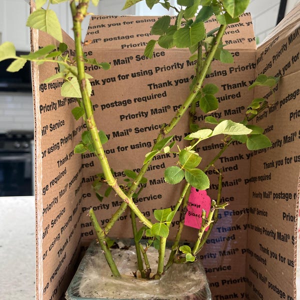 Gravity 吸引力 Dutch Cut Rose - Etsy