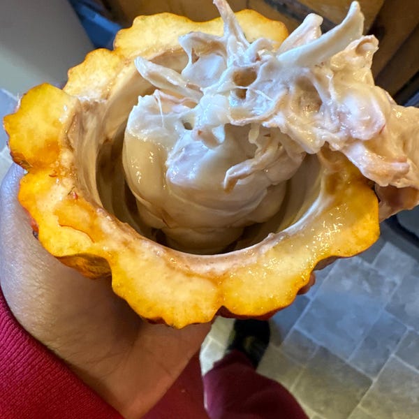 WHOLESALE BOX of Cut Red or Green Sugarcane - Etsy