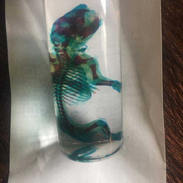 Butterfly Specimen in Glass Cover, Real Insect Specimen, Butterfly ...