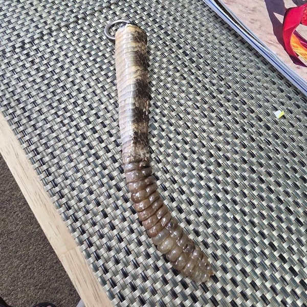 Rattlesnake Tail and Rattle Keychain - Etsy