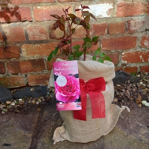 Rose 'fantastic at 60' Happy Birthday Rose Gift Wrapped With Huge Bow ...