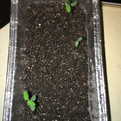 Baobab Tree 5 Seeds rare Seed for Tropical Growers adansonia Digitata ...