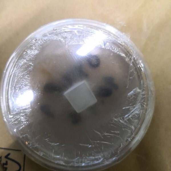 Blushing Morel Mushroom (morchella Rufobrunnea) Live Culture on Agar - Etsy