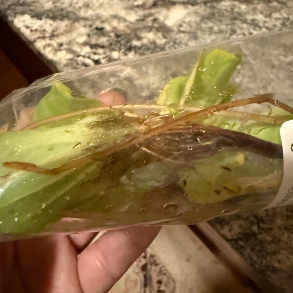 Rotala H'ra Easy Live Aquatic Stem Plant for Planted Aquarium ...