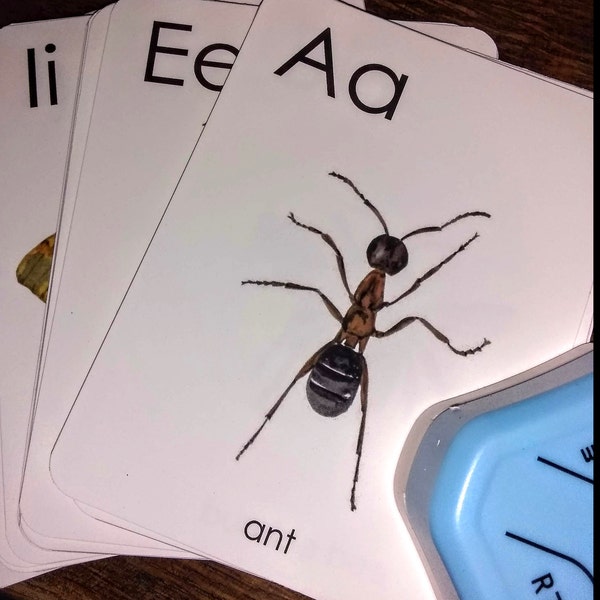 Minibeast Alphabet Flashcards: Bugs & Beetles A-Z (printable) - Etsy