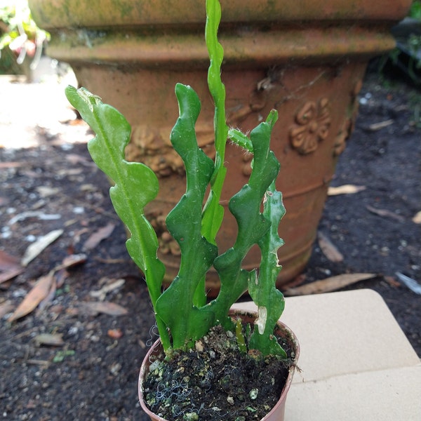 Fishbone Cactus Epiphyllum Anguliger Ric Rac Cactus Zig Zag Cactus - Etsy