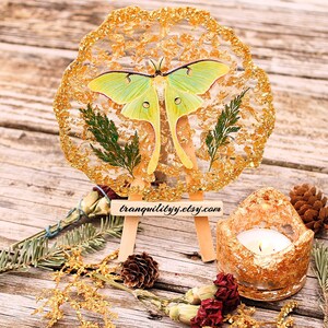 Medium Luna Moth Paper Cutouts, Realistic Paper Moths, 5 Pieces, One ...