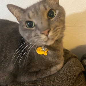 Stainless Steel Cat Tag Cat Name Tag Personalized Cat Tag - Etsy