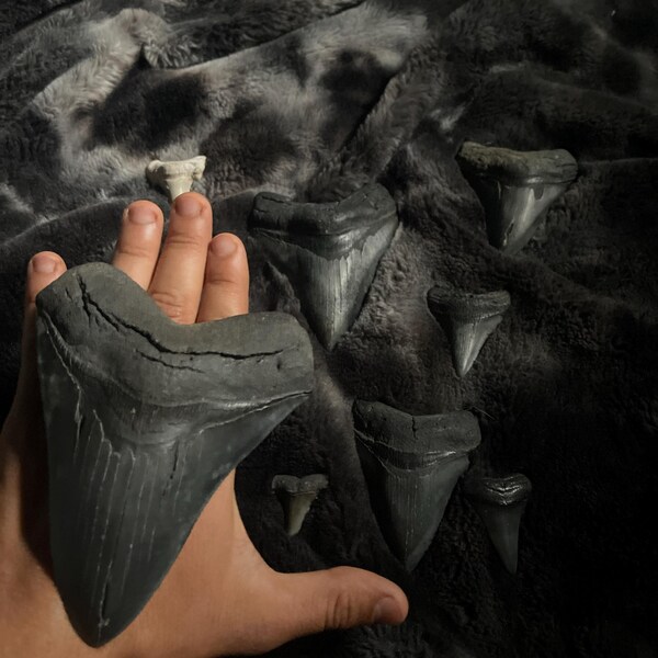 Beautiful 5.53 Inch Megalodon Tooth That Comes With a Display Stand ...