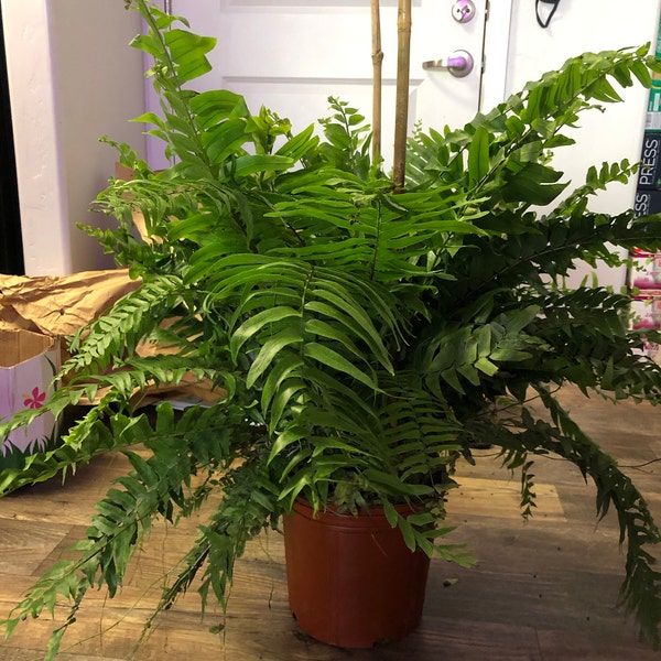 Macho Fern - Live Plant Outdoor Foliage - Overall Height 30" to 36 ...