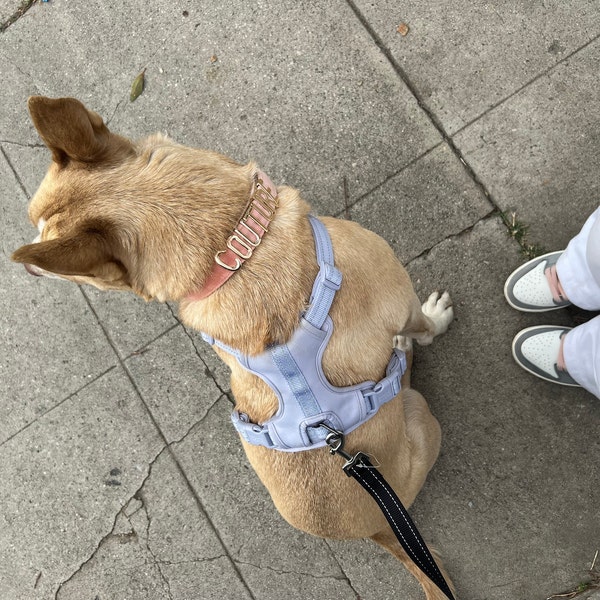 Personalized Dog Collars With Metal Letter Name, Female Dog Collars ...