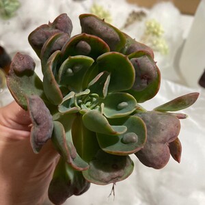Rare Succulent Echeveria Raindrops Frills - Etsy