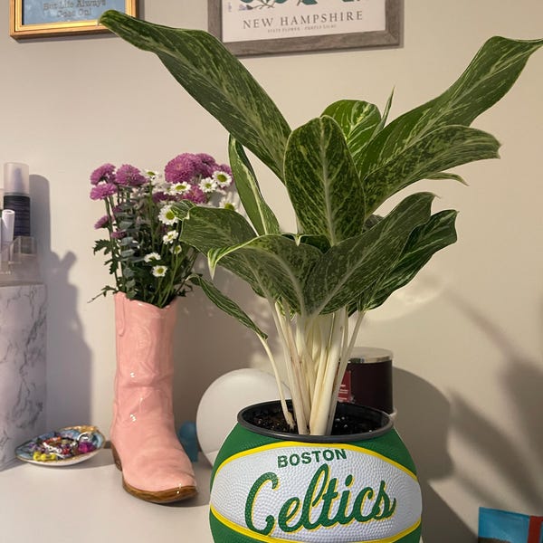 Mini Pink Basketball Planter | Hypebeast Decor | Sports Gift | Nike ...