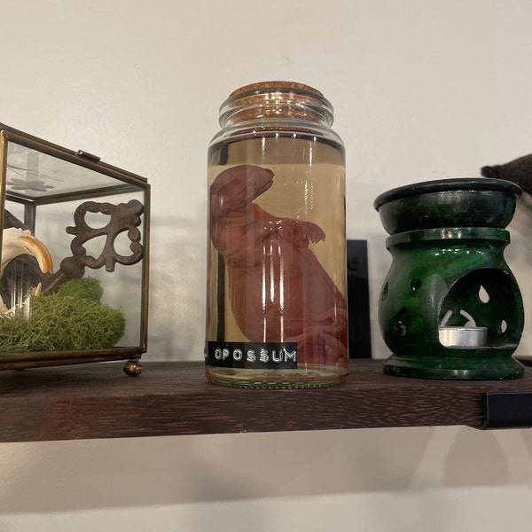 Mummified Rabbit Specimen - Etsy