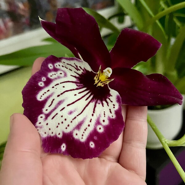 Rlc. Sung Ya Green 'mailman' (2.5” Pot) - Etsy