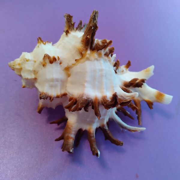 Murex Endiva Shell: Long Spine Seashell for Beach Wedding Decor - Etsy