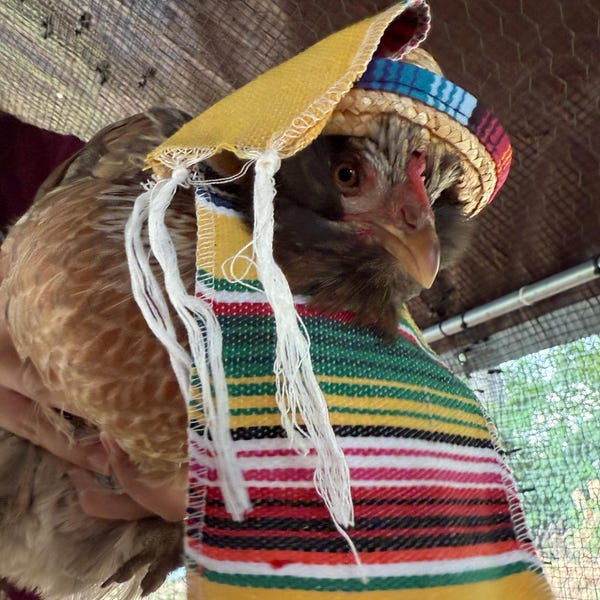 Fiesta Costume for Chickens & Ducks - Etsy