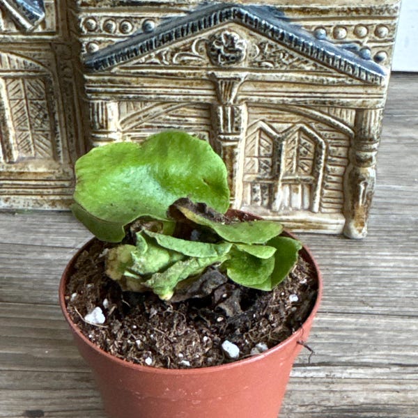 Elephant Ear Elk Staghorn Fern Starter Plant **(ALL Plants Require You ...