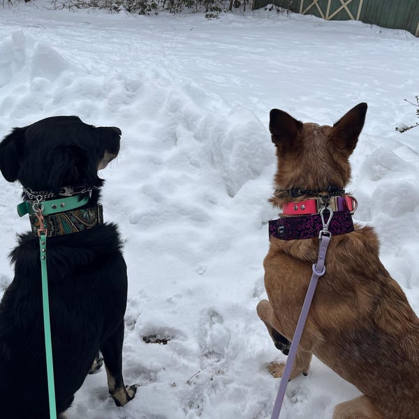 Martingale Collar, Dog Collar, Sighthound Collar, Galgo Collar ...