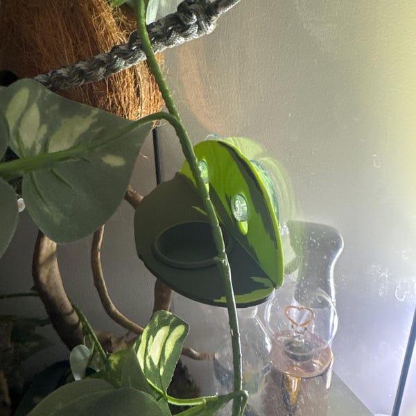 Pink Princess Philodendron Ledge for 0.5oz Deli Cup | Crested Gecko ...