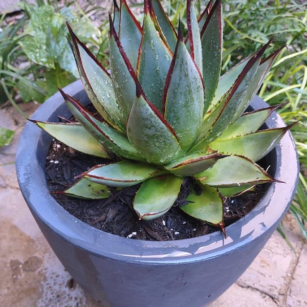 Blue Glow Agave | 3 Gallon | Live Succulent Plant | Cactus | Indoor ...
