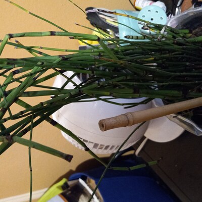 Horsetail Reed, Equisetum Hyemale, Horsetail Reed Grass, Horsetail Reed ...
