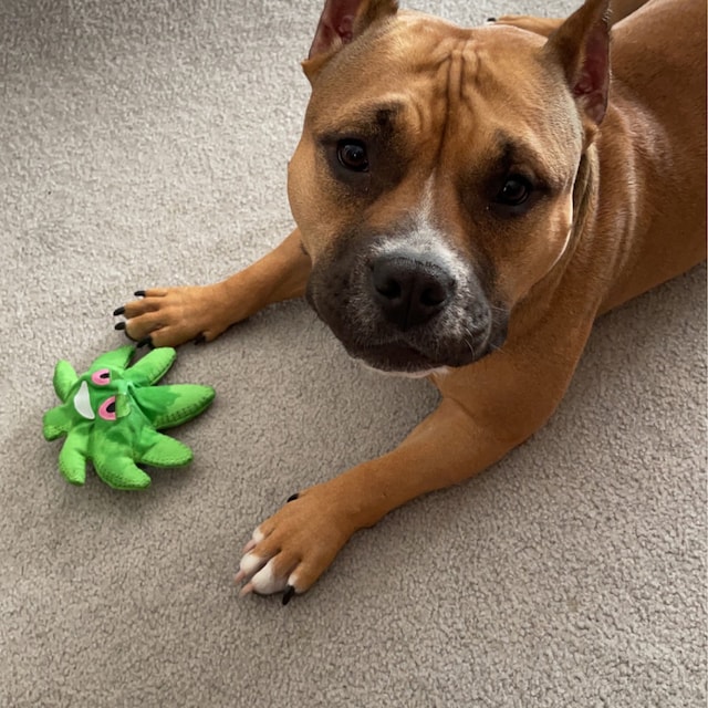 Weed Inspired Hemp Dog Toys by DoobysDogToys on Etsy