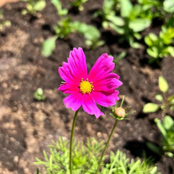 A-peeling Dahlia Seeds - Perennial - Authentic Seeds - Flowers ...