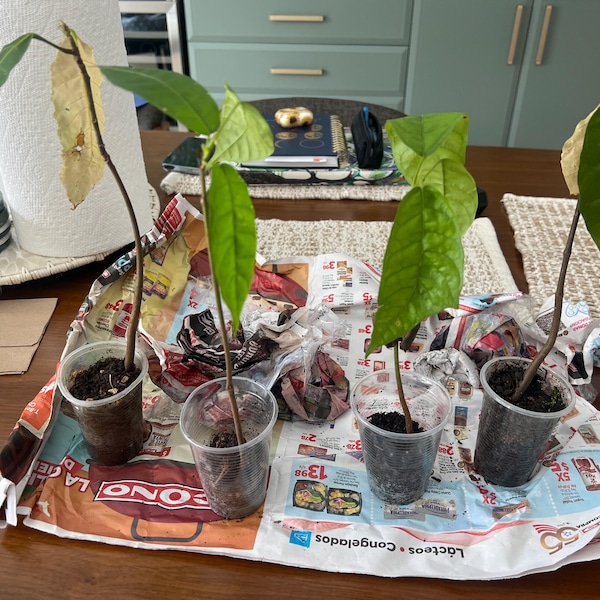 Theobroma Cacao Amelonado/forastero Live Rooted Plant Tree - Etsy