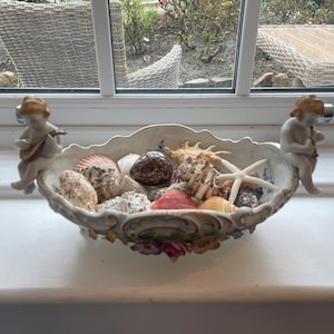 TINY BUTTON Top SNAIL Shells, Miniature Snail Shells, Black Pearl ...