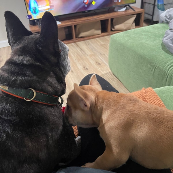 Constellation Leather Dog Collar, Personalized Engraved Dog Collar ...