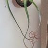 Tillandsia Stricta Iridescent Air Plants - Etsy