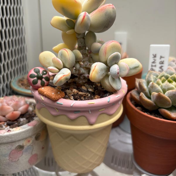 Cute Plant Pot Dessert Style Ceramic Planter for Indoor Plant for ...