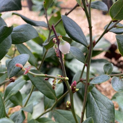 Assortment of 3 Blueberry Bushes for Best Cross Pollination: Rabbiteye ...