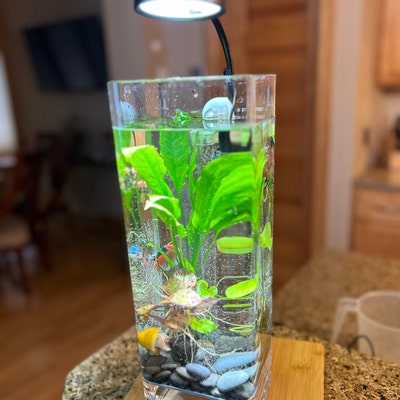 Self-cleaning Betta Fish Aquarium With Heater River Stones - Etsy