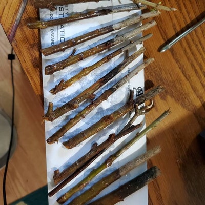 Lombardy Poplar Tree-10 Unrooted Cuttings. Fast Growing Shade Tree sale ...