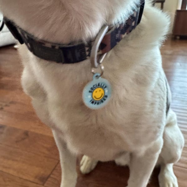 Funny Dog Tag Personalized • Blue & Red Enamel Pet ID Tag • Double ...