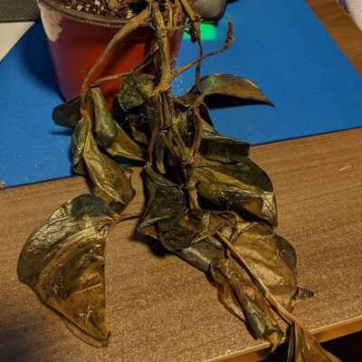 Euphorbia Trigona & Hoya Wayetti Tricolor - Etsy