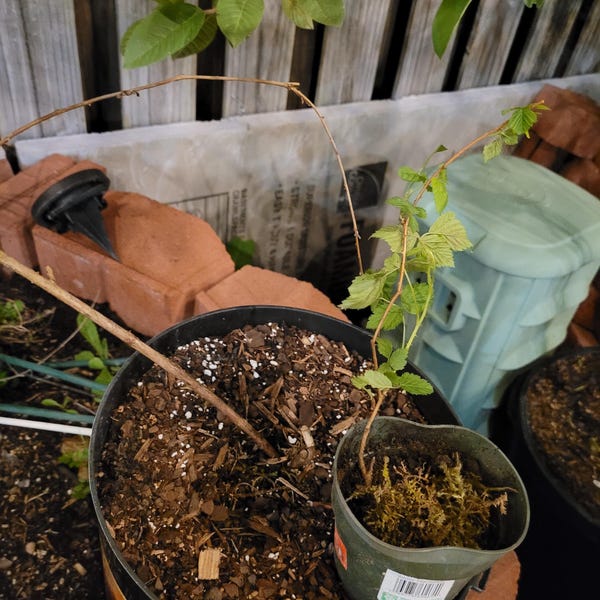 Red Alder Alnus Rubra 1-2 Year Sapling Organically Grown 8-12 " Root to ...