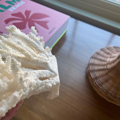 Medium Hebrew Cone Seashells Conus Ebraeus 5 Shells Approx. 1 Inches ...