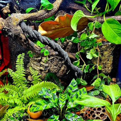 Lotus Head Pod Isopods Vivarium Bioactive Terrarium Isopod - Etsy