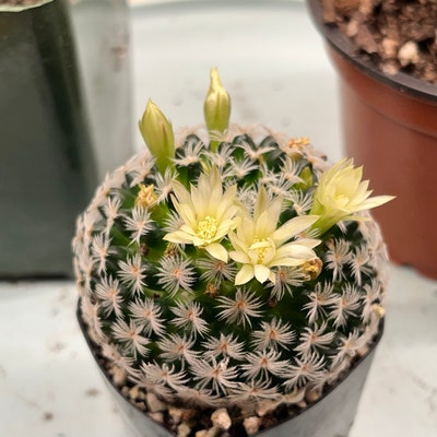 Crassula Picturata tiger Jade 4 - Etsy